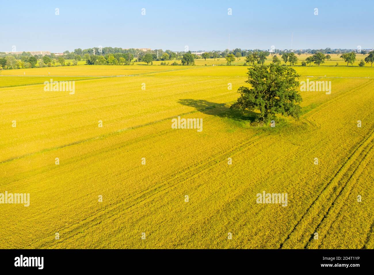 Aerial view of rice fields, North of Italy.Lombardy Stock Photo - Alamy