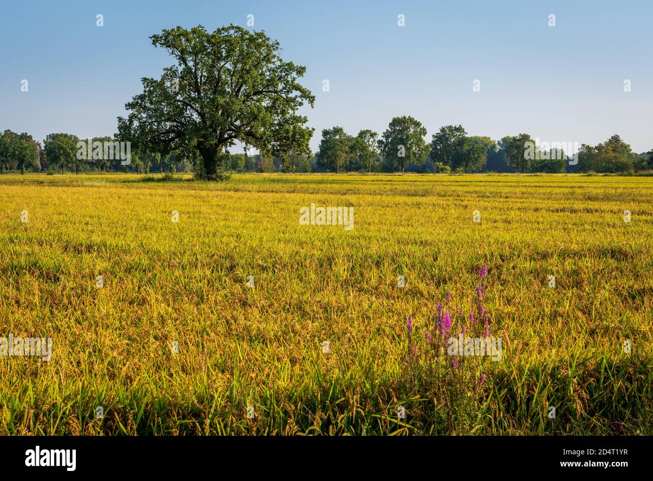 Sunset view over paddy hi-res stock photography and images - Alamy