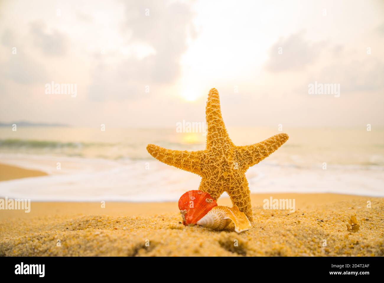 Starfish sunset hi-res stock photography and images - Alamy