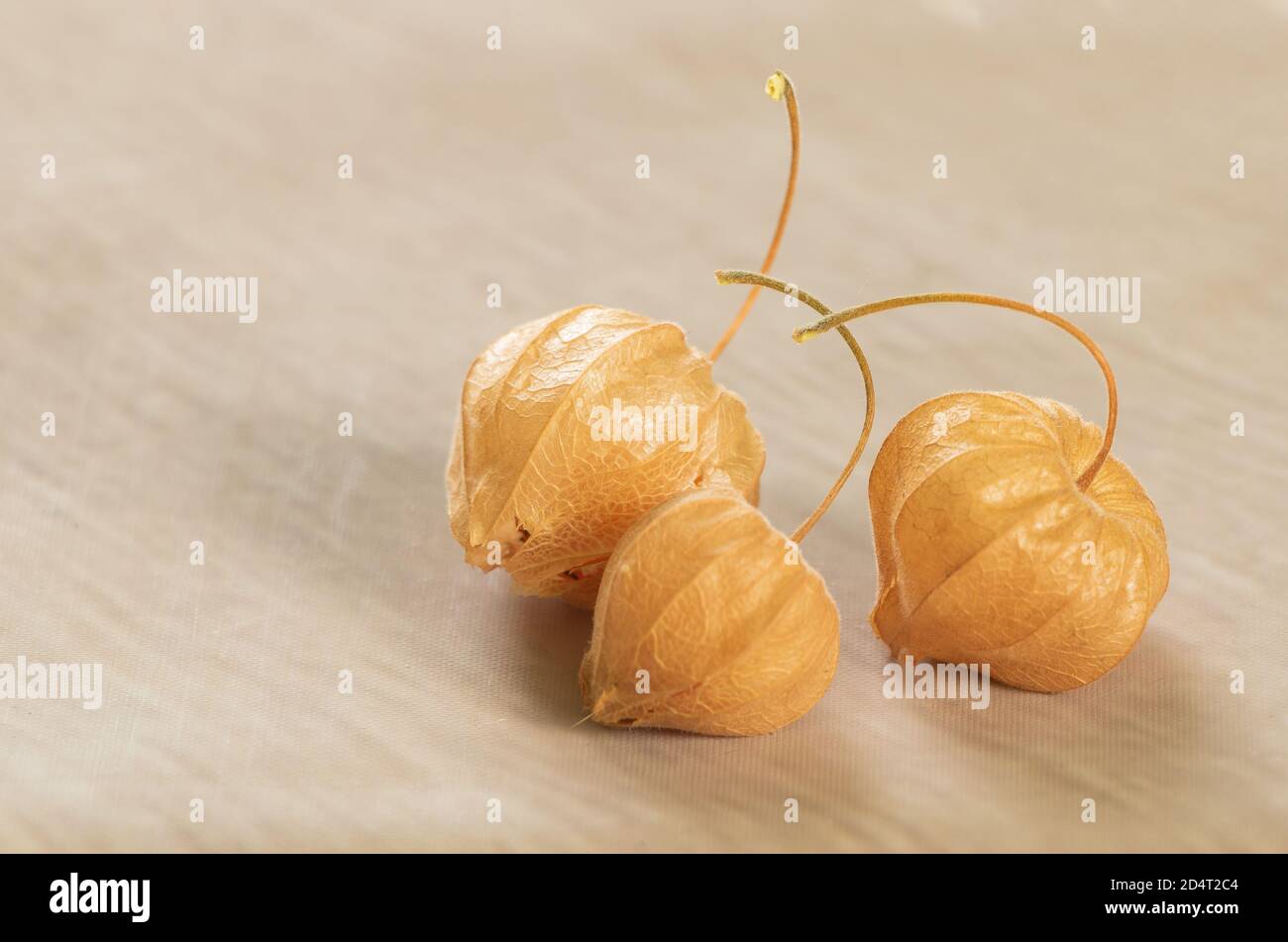 Some physalis fruits close up. Physalis fruit benefits Stock Photo - Alamy