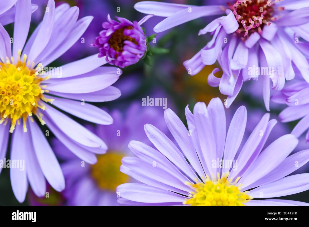 Beautiful blue flowers Sapphire Mist Aster in autumn garden Stock Photo - Alamy