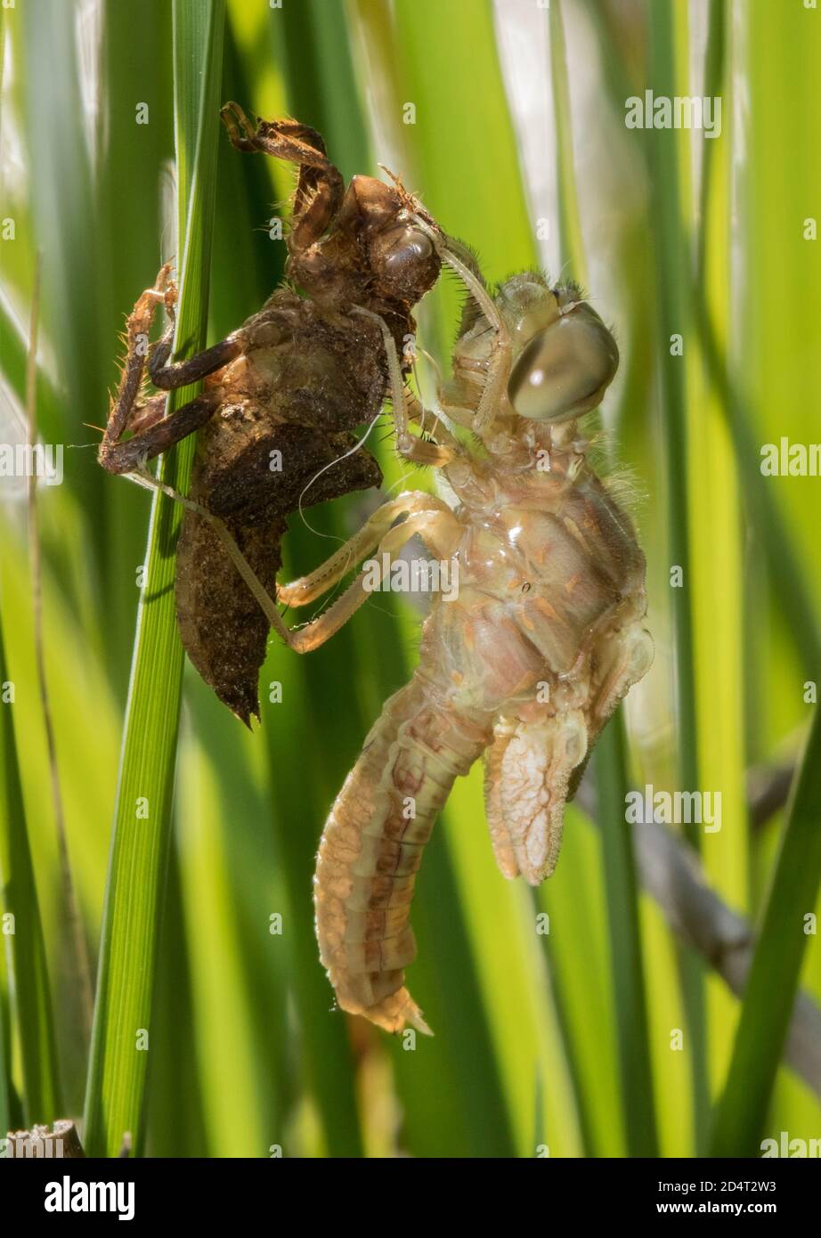 Pupae stage hi-res stock photography and images - Alamy
