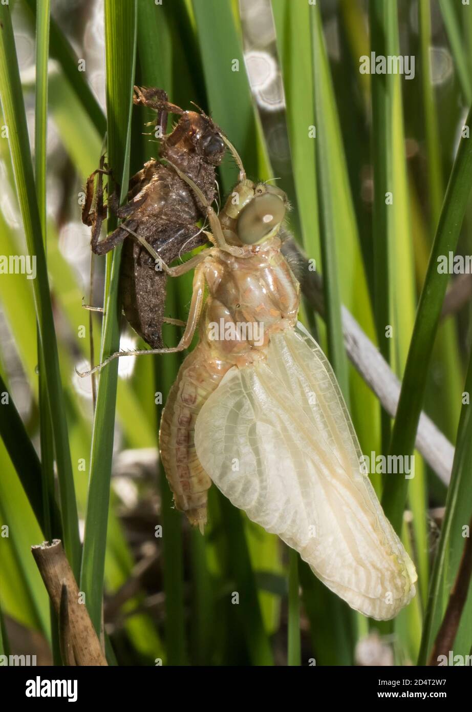 Dragonfly nymph larvae hi-res stock photography and images - Alamy