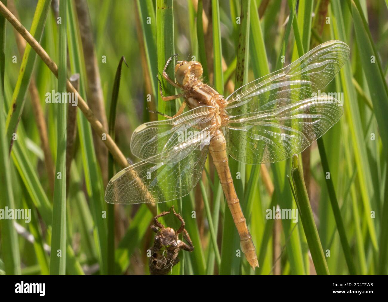Dragonfly nymph larvae hi-res stock photography and images - Alamy