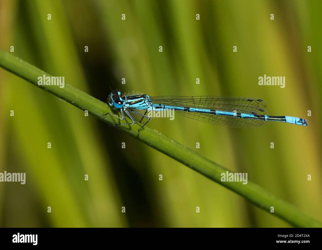Common Blue Damselfly Stock Photo - Alamy