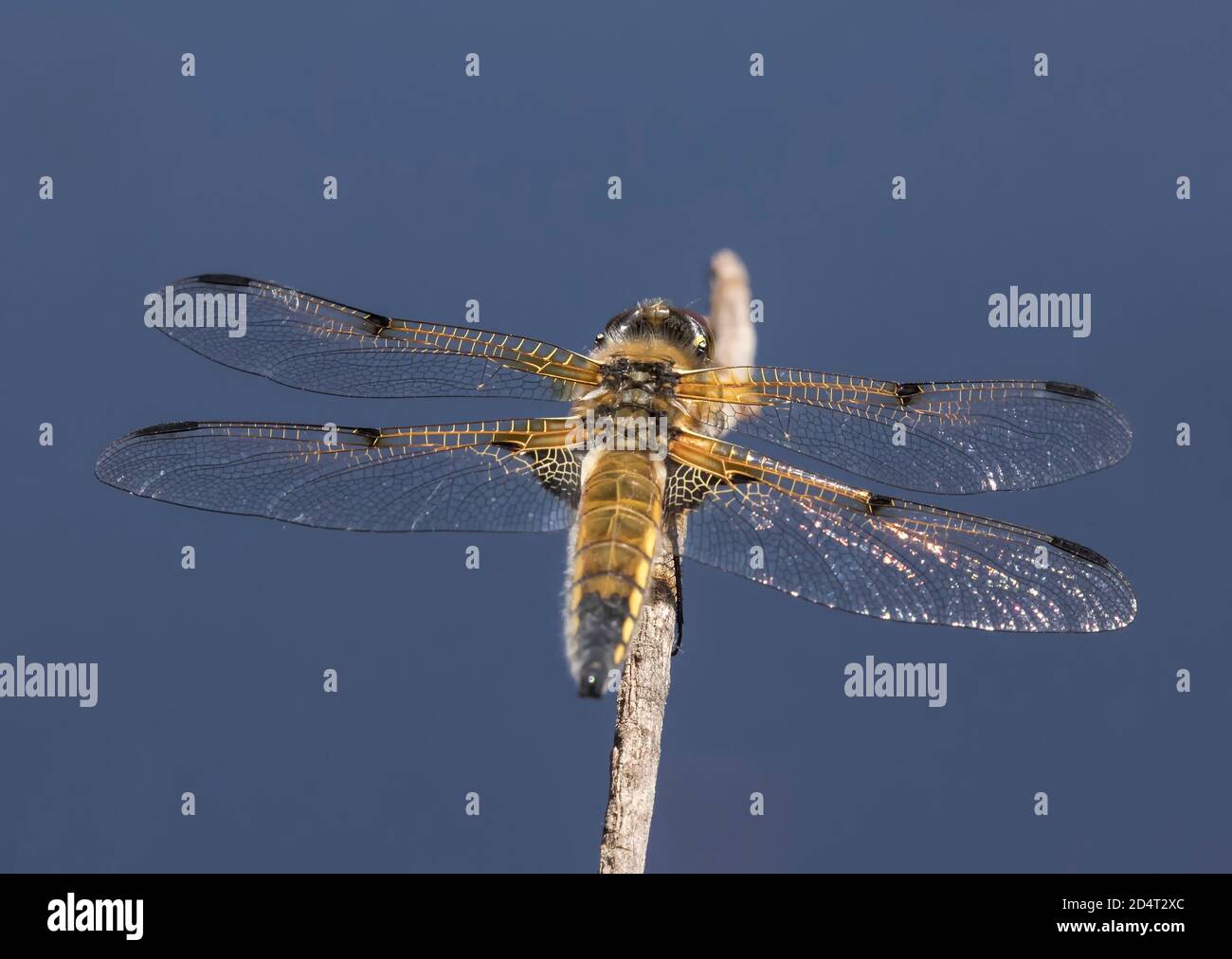 Four- Spotted Chaser Stock Photo - Alamy