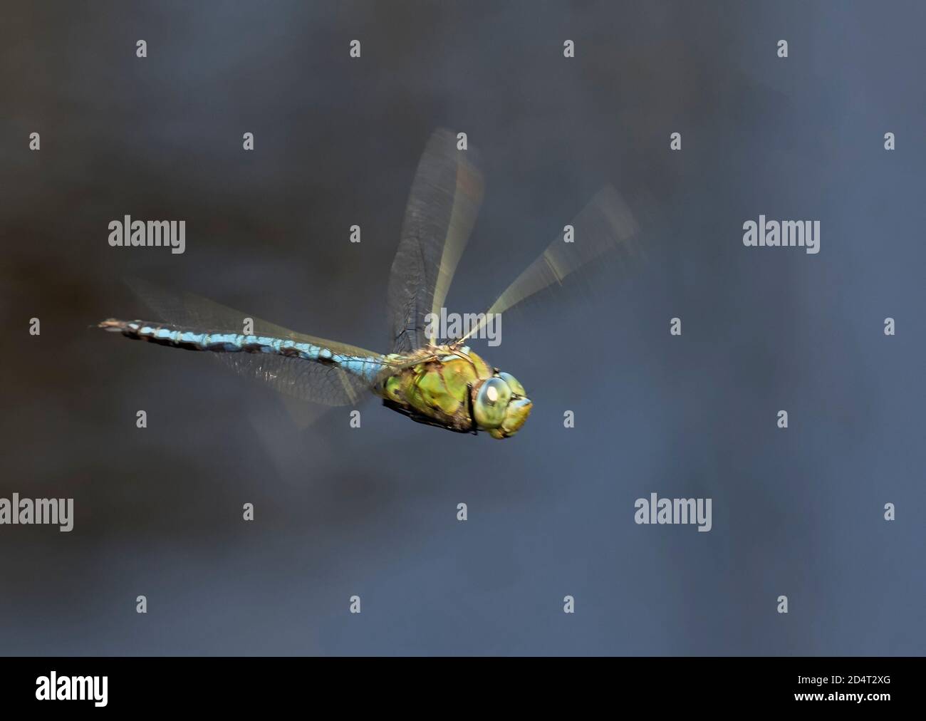 Emperor dragonfly male in flight hi-res stock photography and images ...