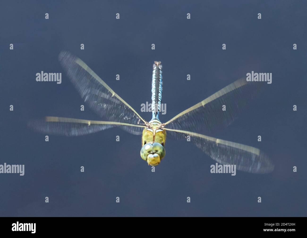 Emperor dragonfly male in flight hi-res stock photography and images ...