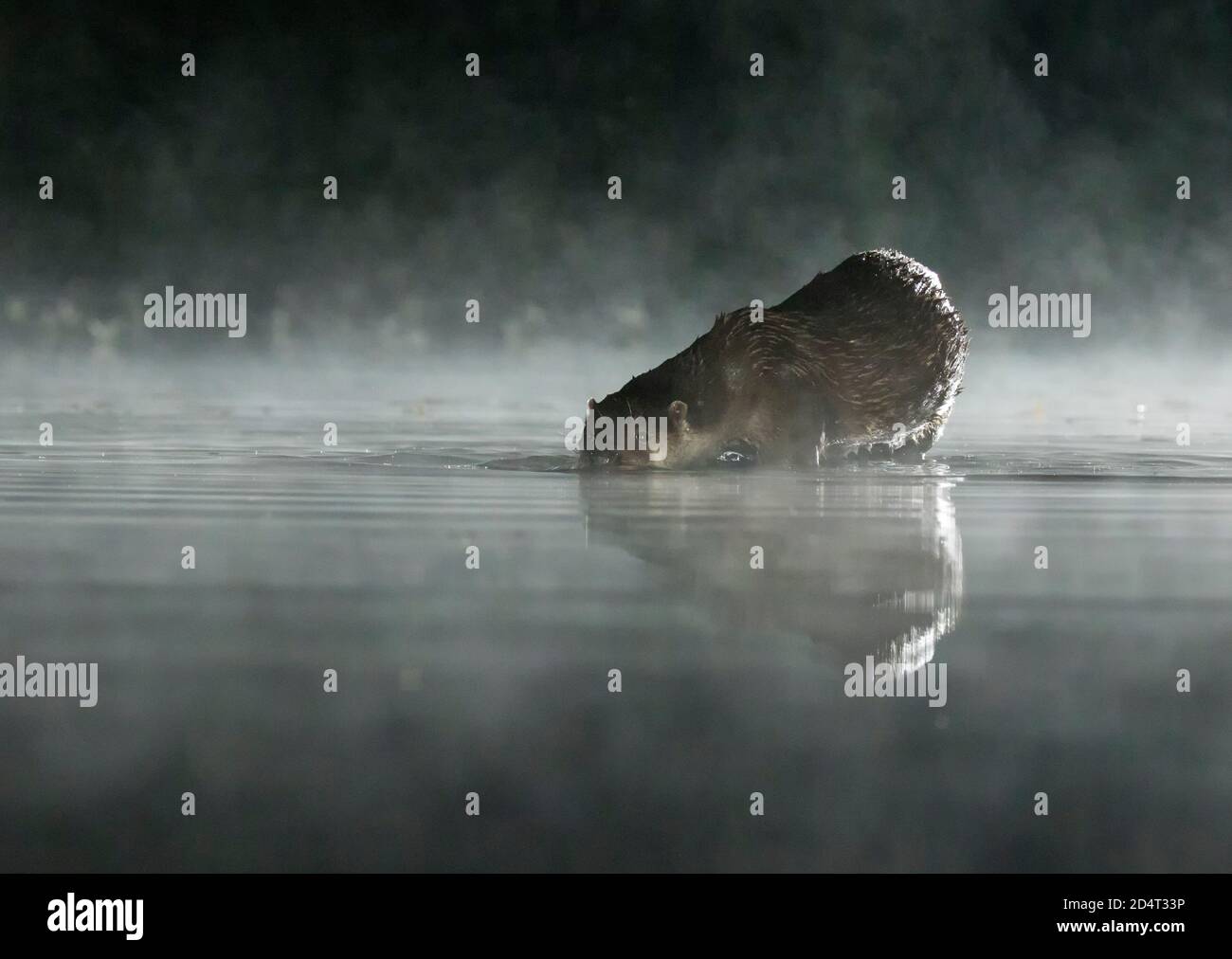 Otter in the Mist Stock Photo - Alamy