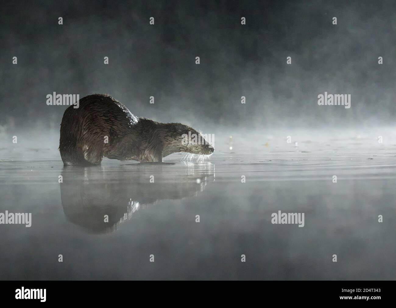 Otter in the Mist Stock Photo - Alamy