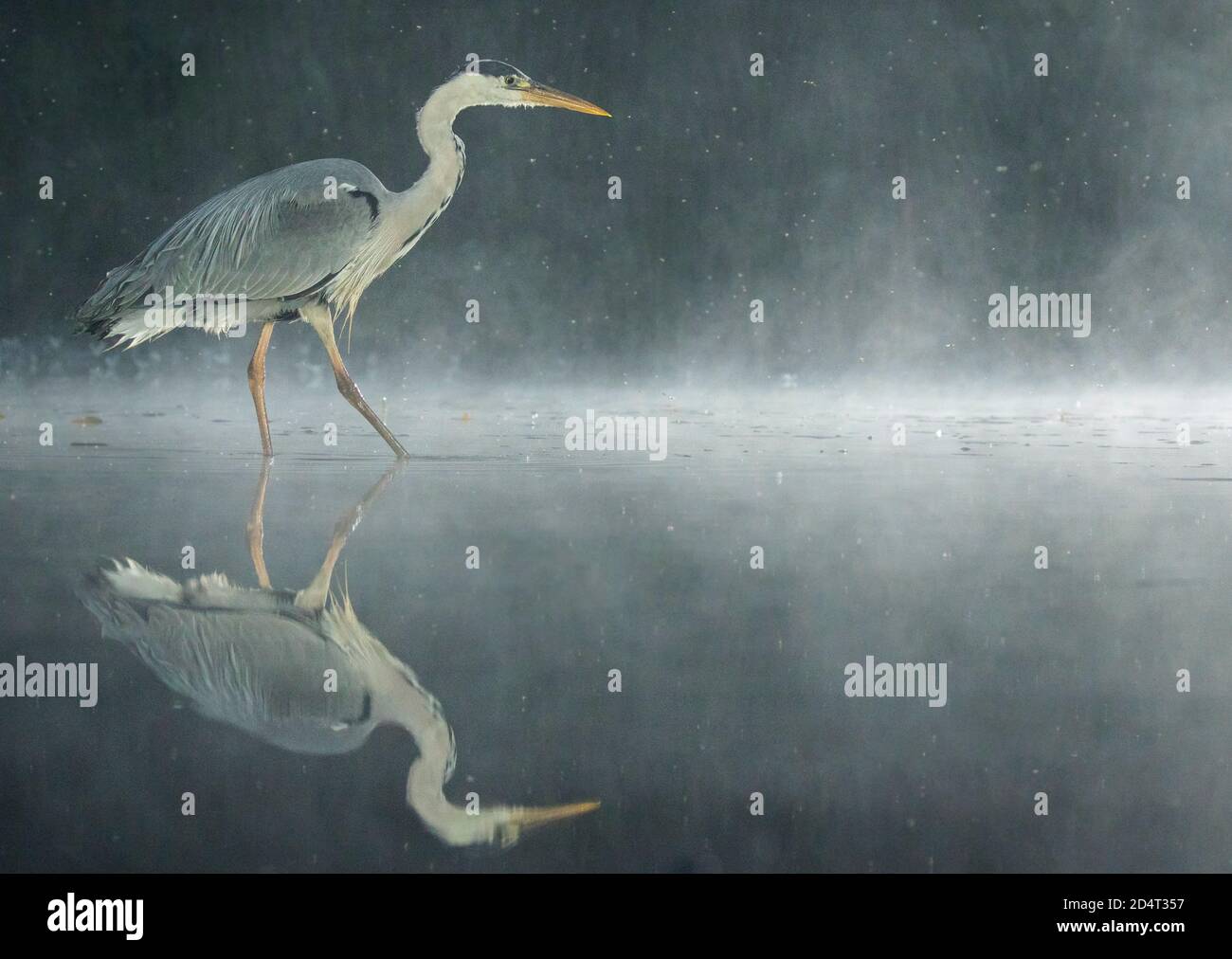 Grey Heron in the Mist Stock Photo - Alamy