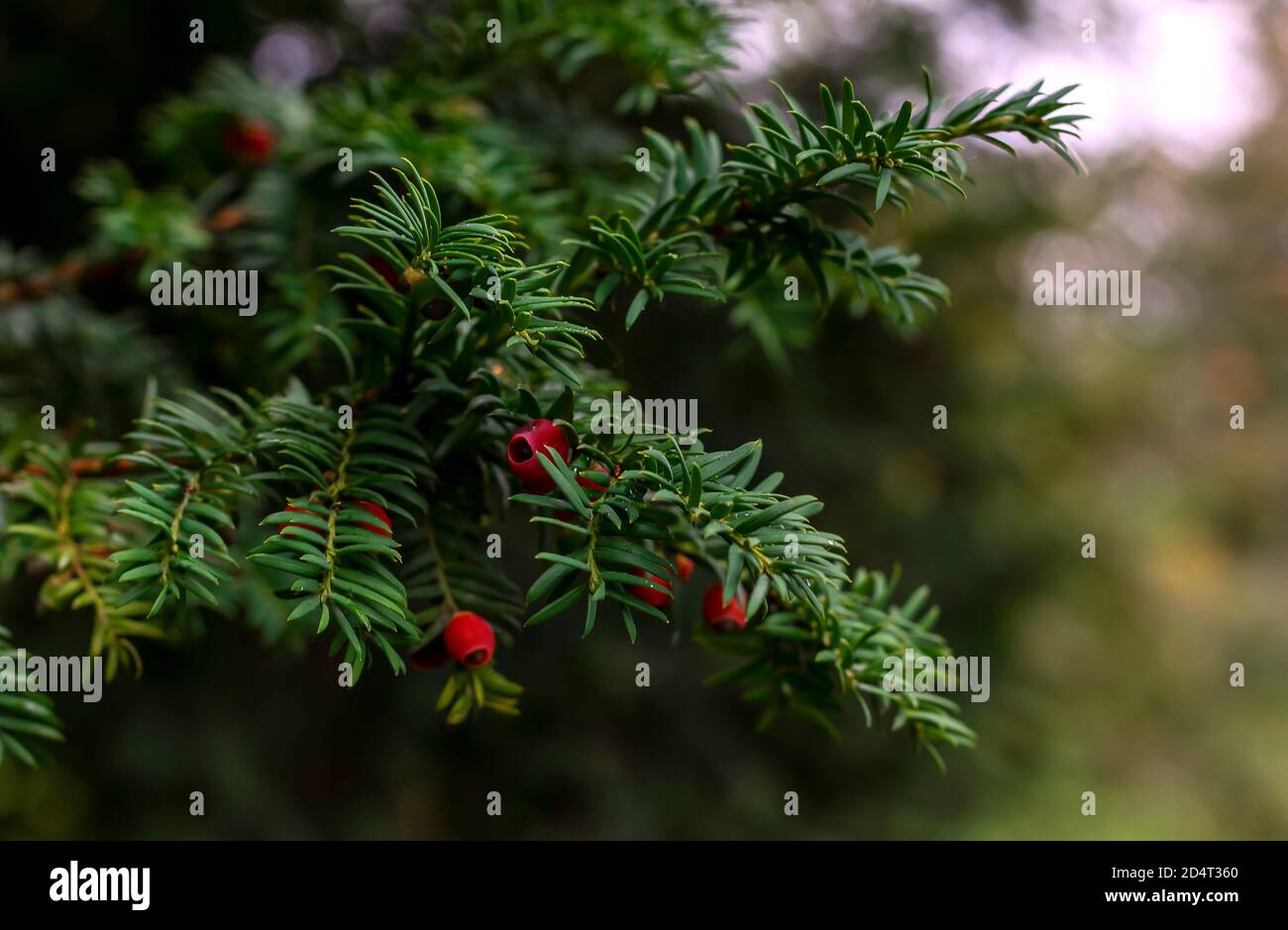 European yew evergreen tree with red berries Stock Photo - Alamy