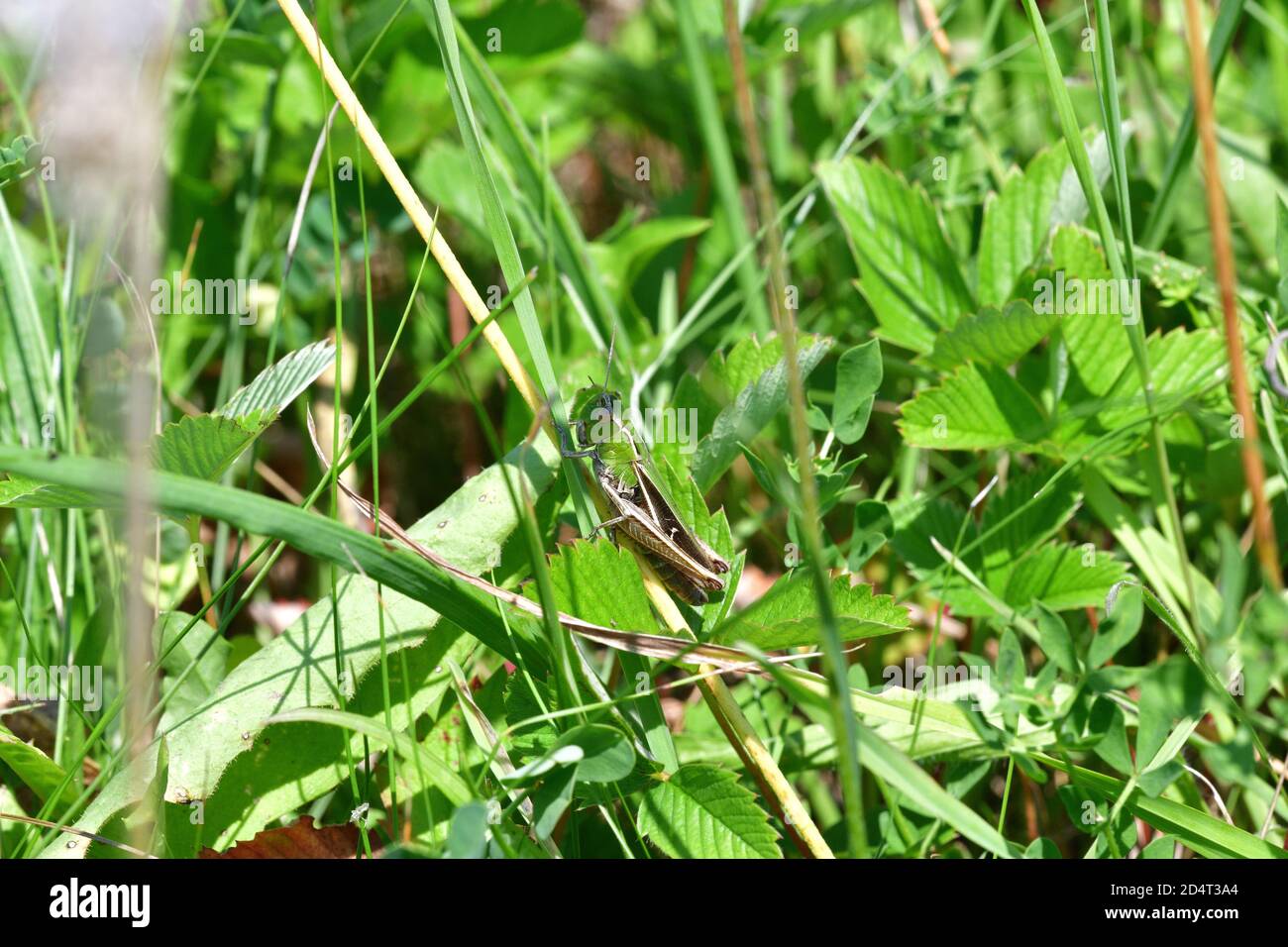 Green Meadow Grasshopper hidden in the green grass Stock Photo - Alamy