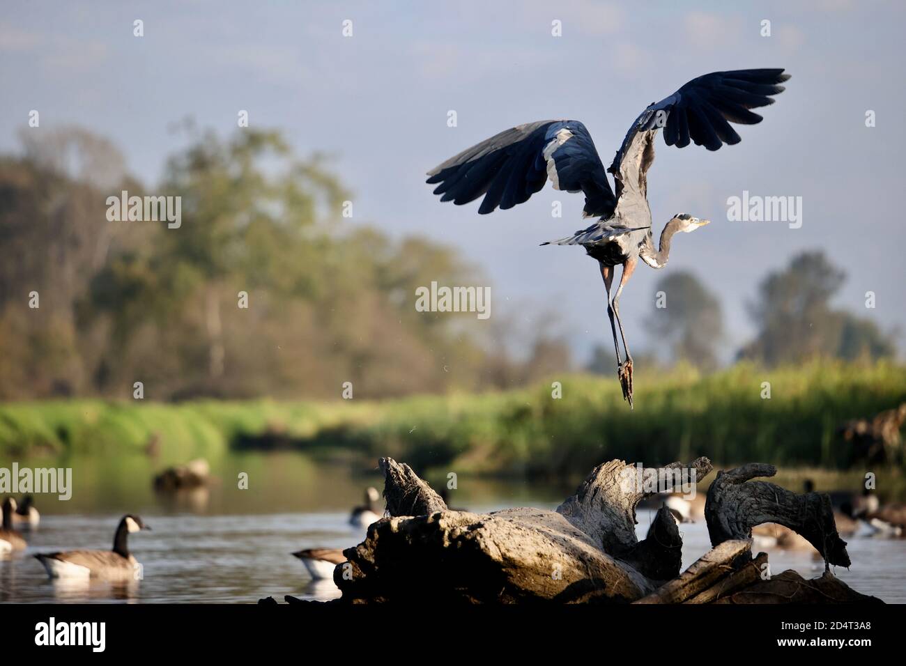 Blue Heron taking flight over a river of geese Stock Photo - Alamy