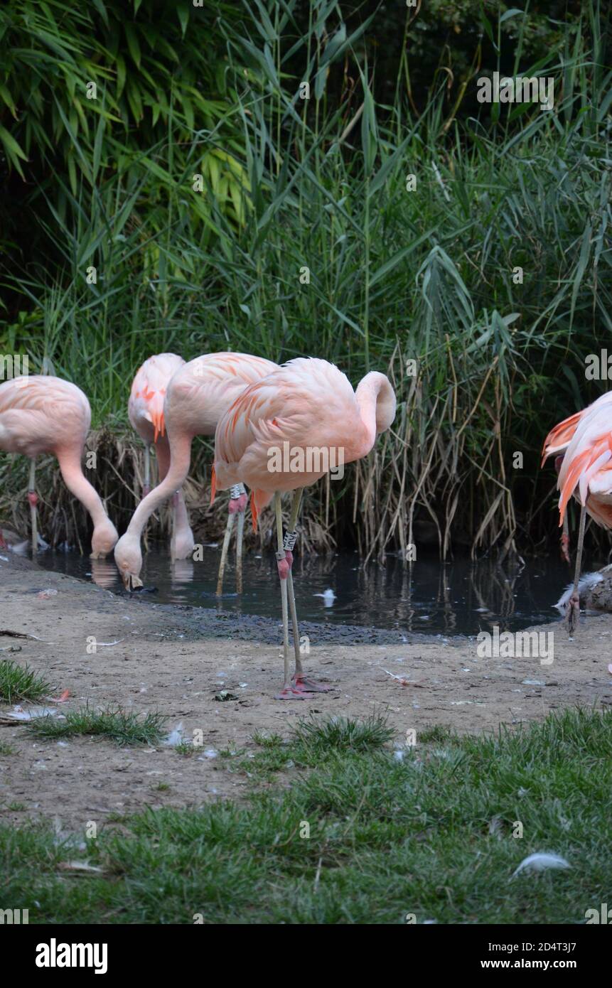 Beautiful group of flamingos with their long necks Stock Photo - Alamy