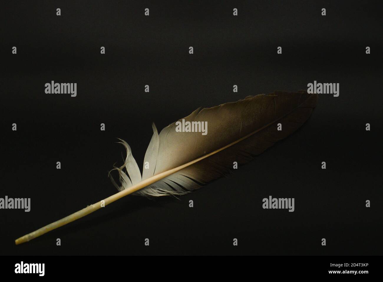 Nice feather hi-res stock photography and images - Alamy