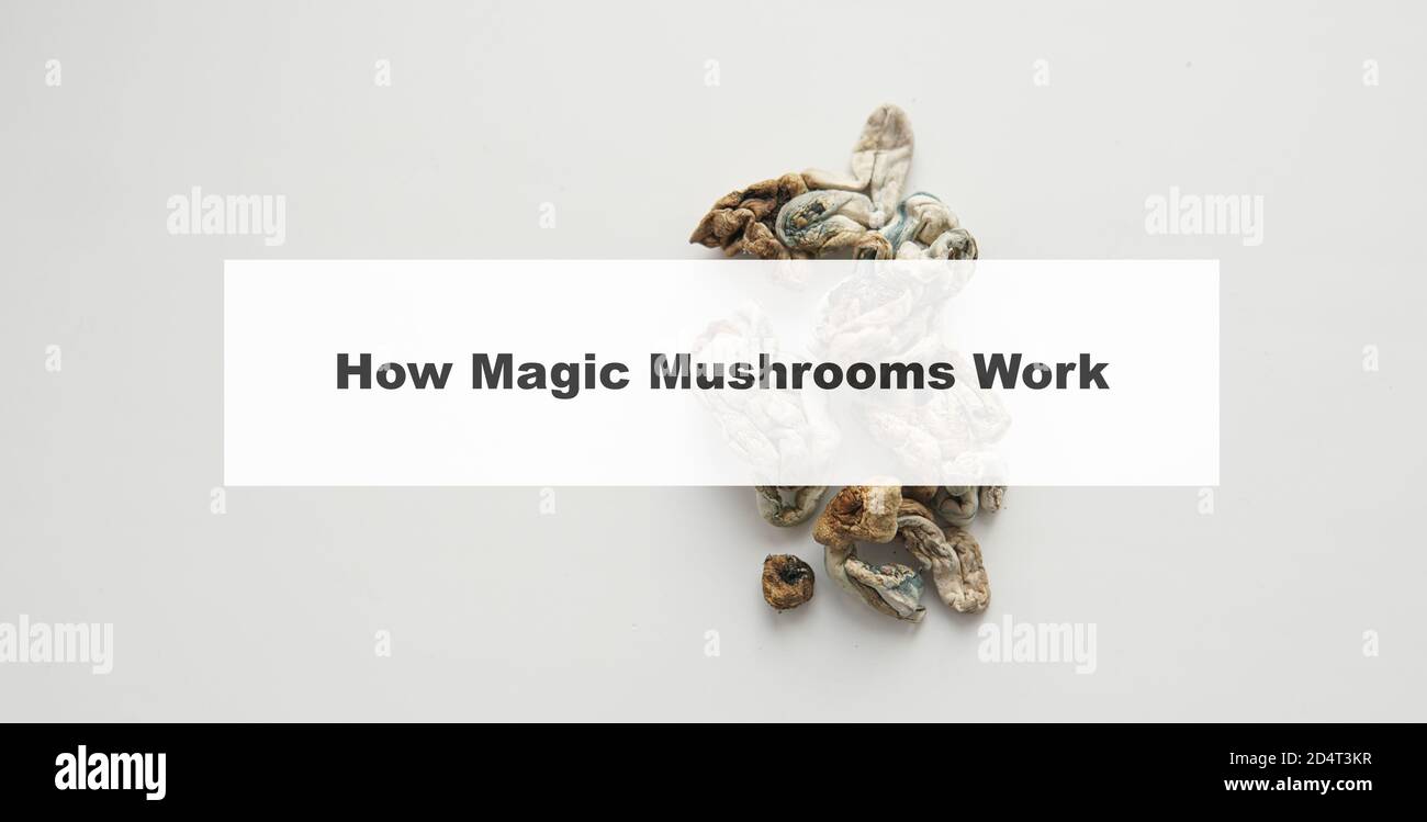 how do magic mushrooms work? the mechanism of psilocybin's action on ...
