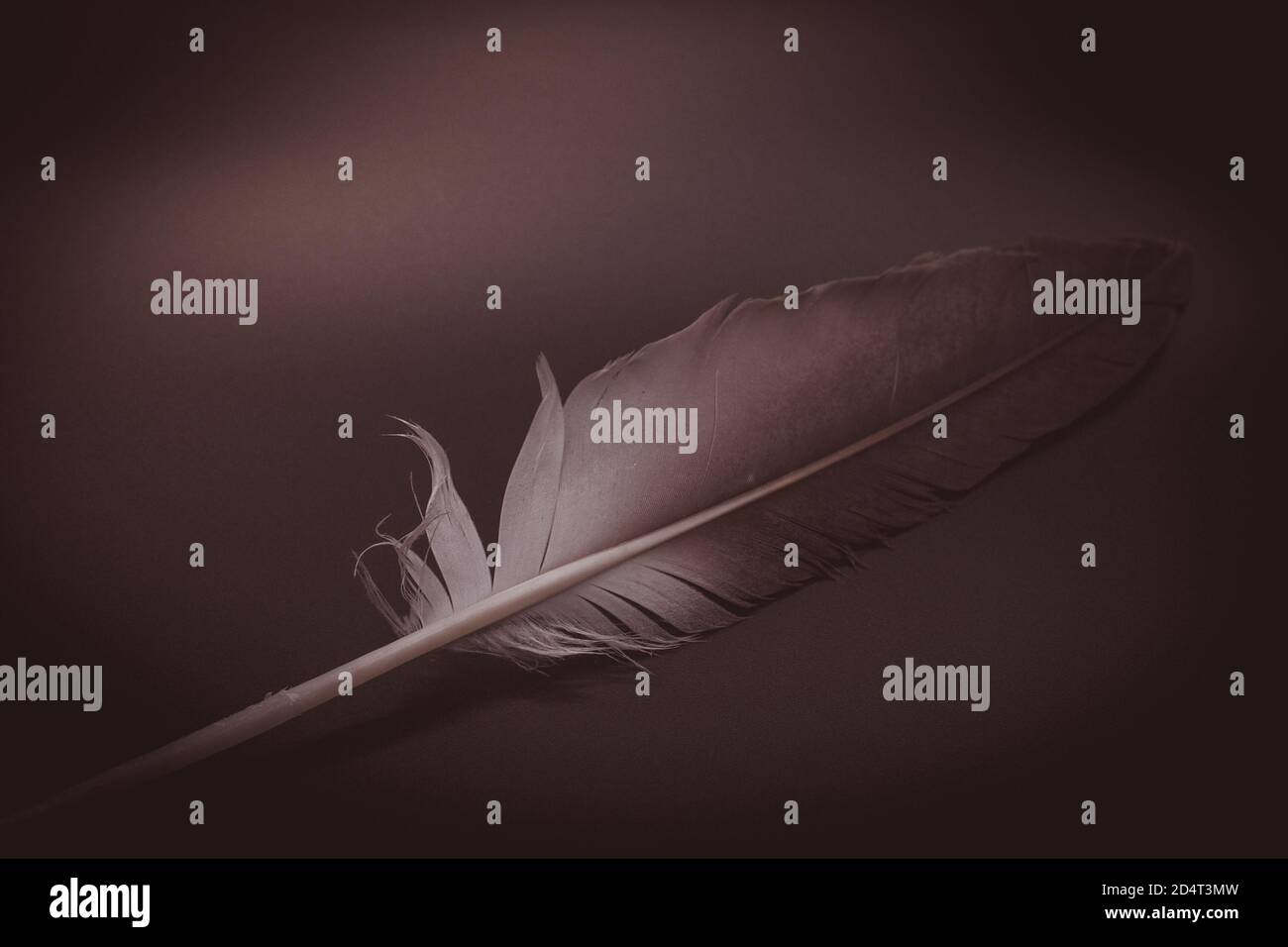 Nice feather hi-res stock photography and images - Alamy