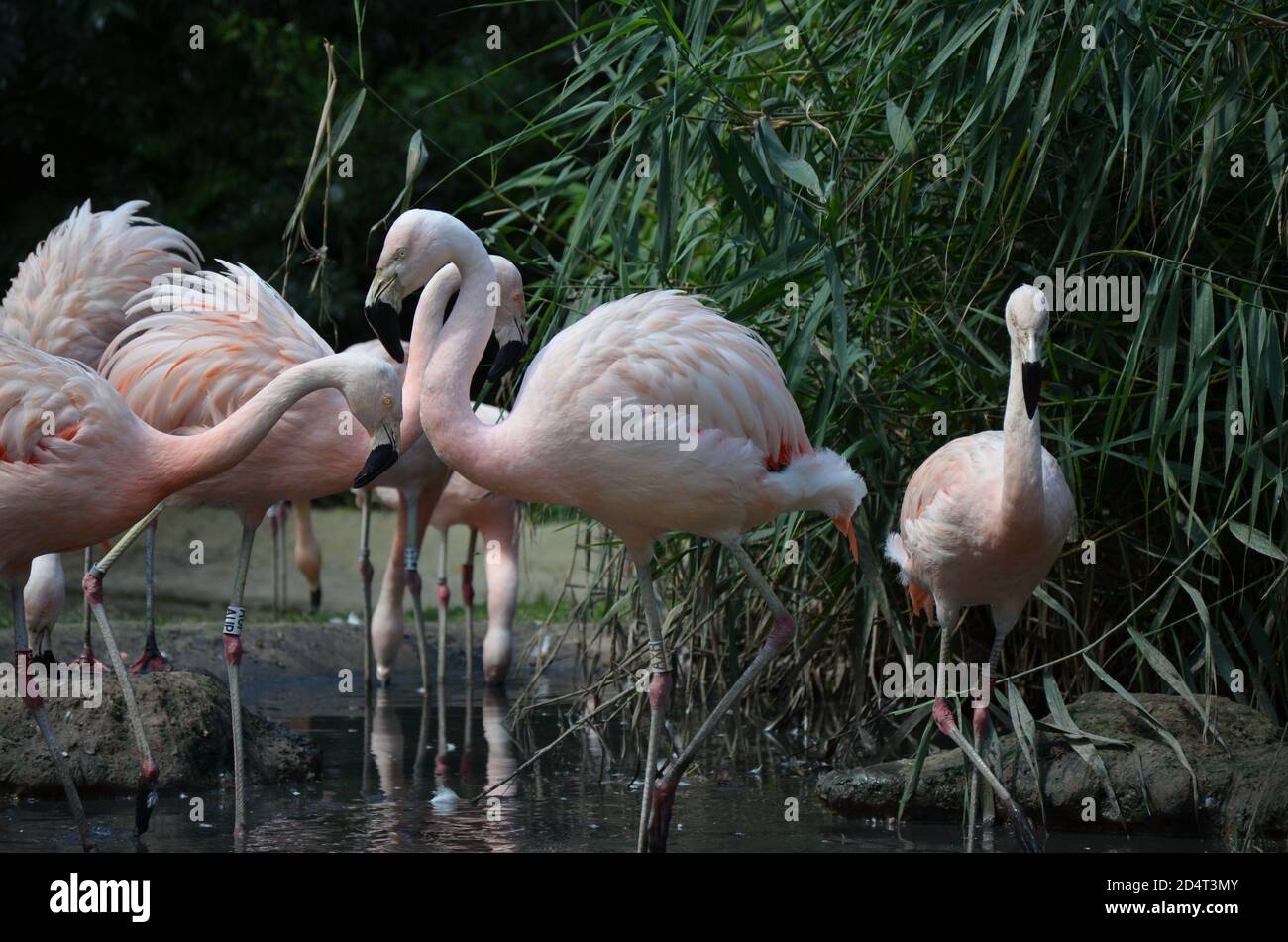 Group flamingoes long necks hi-res stock photography and images - Alamy