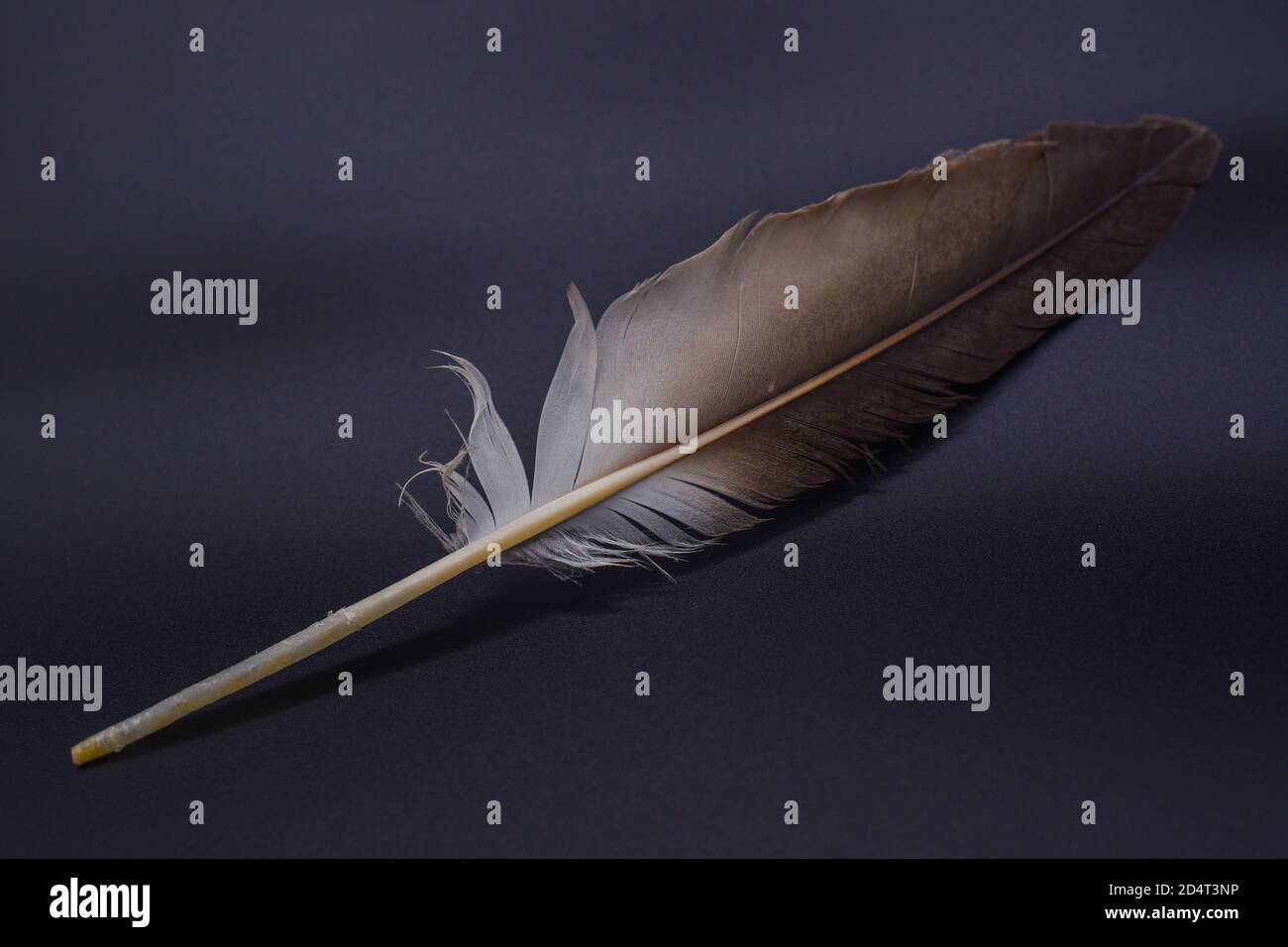 Old paper feather inks hi-res stock photography and images - Alamy