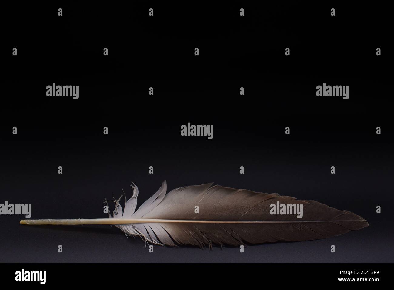 Old paper feather inks hi-res stock photography and images - Alamy