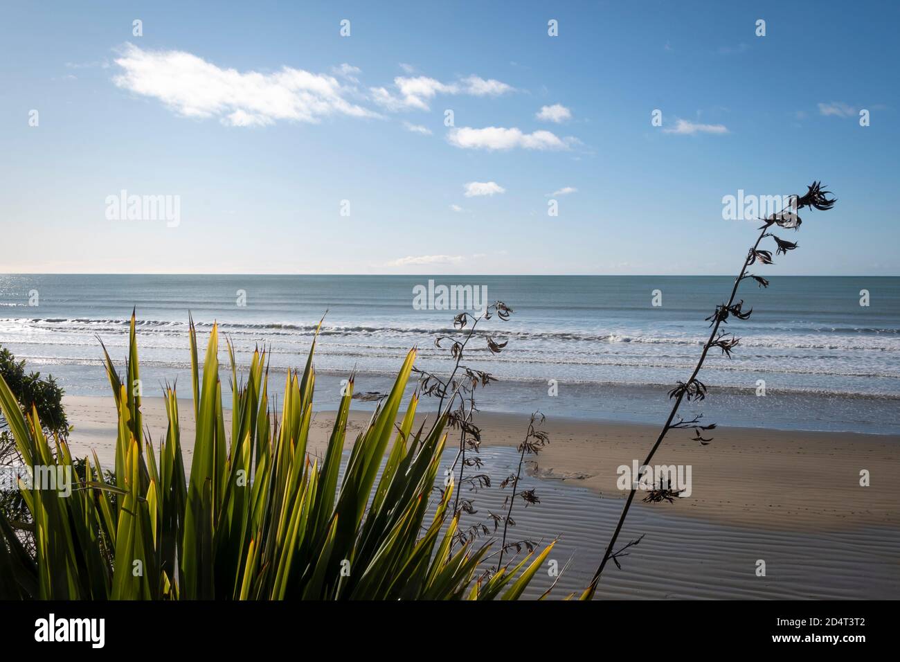 Flower beach new zealand hi-res stock photography and images - Alamy