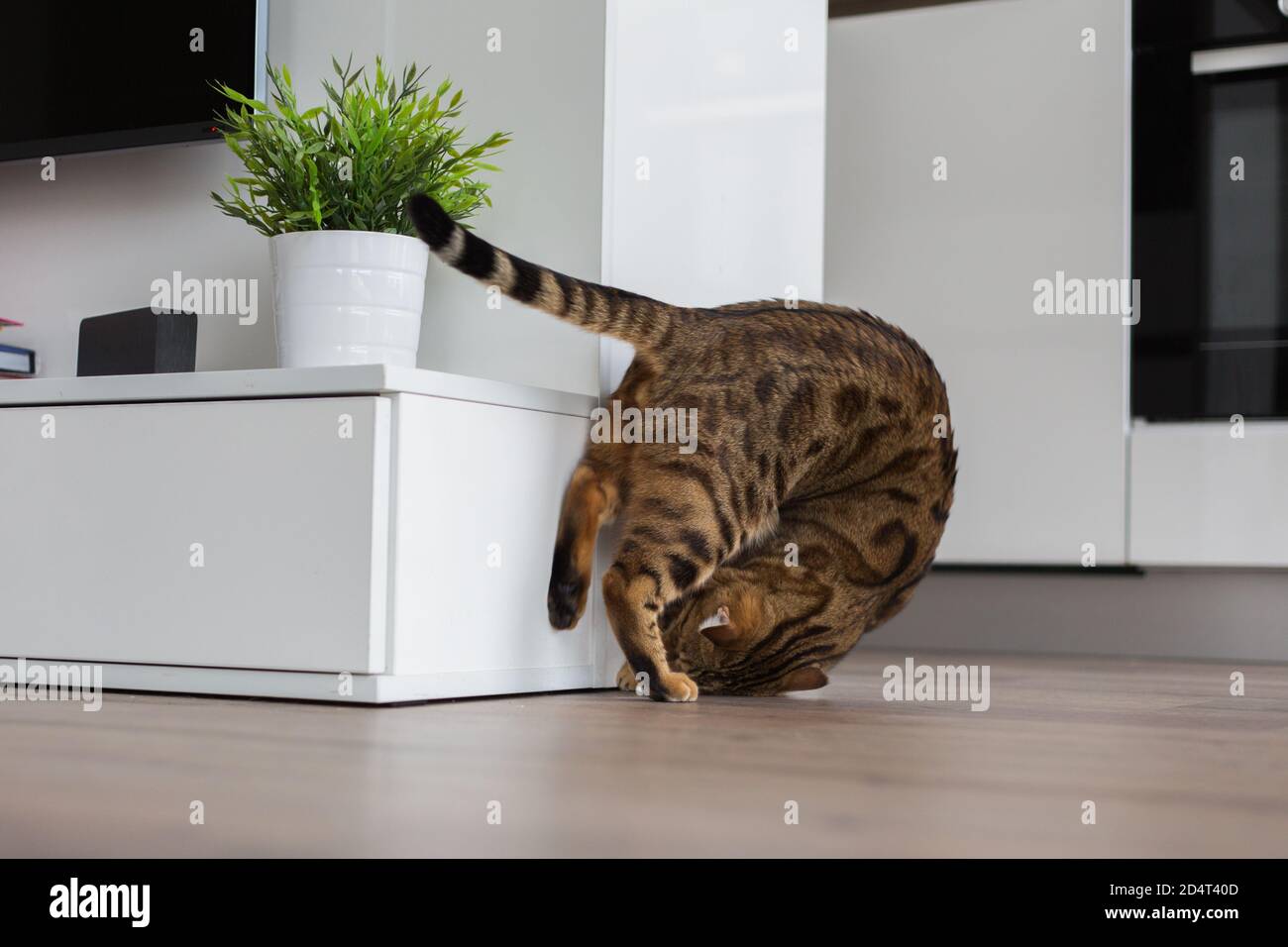 Falling cat hi-res stock photography and images - Alamy