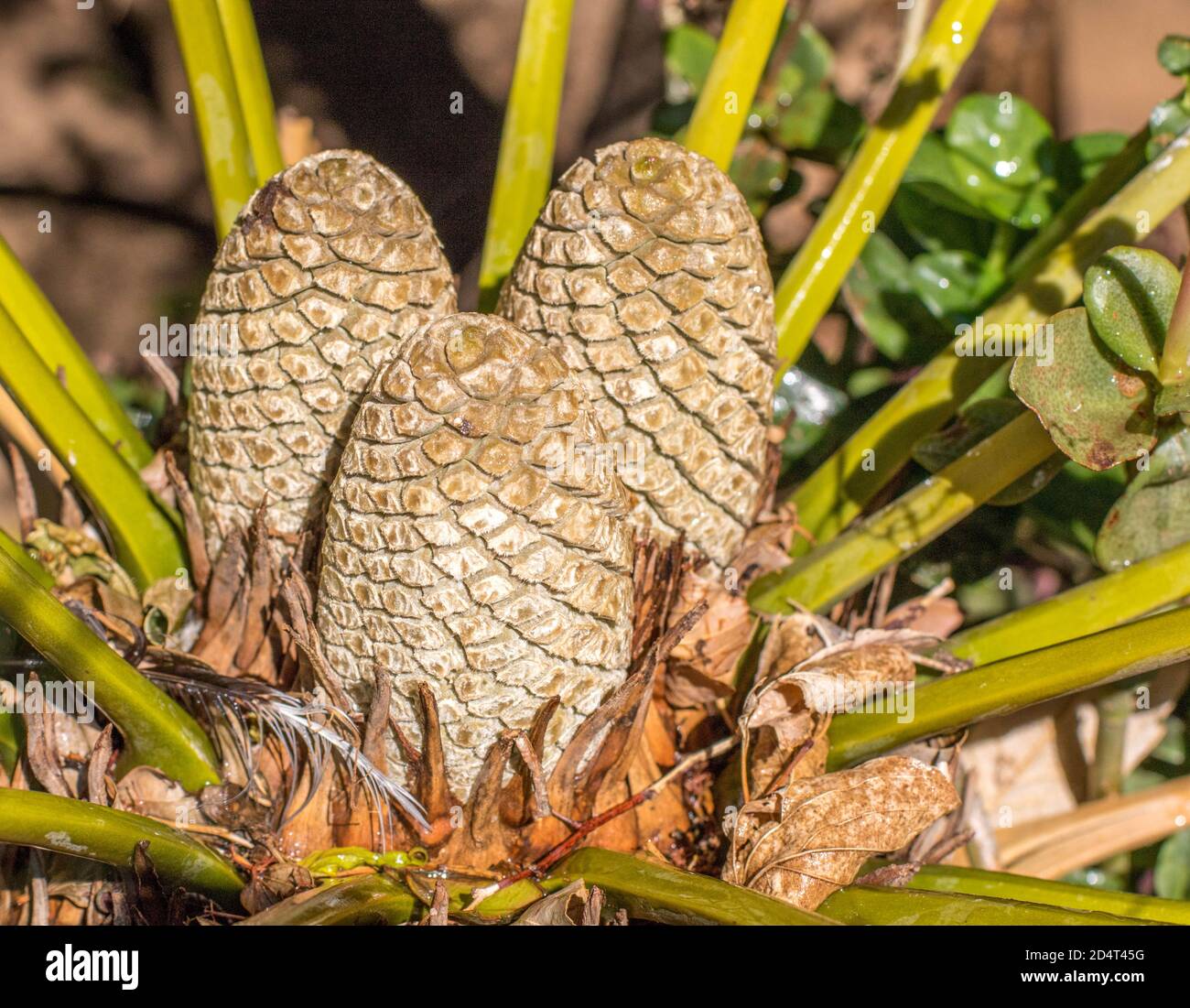 Cycad plant fruit and seeds isolated growing on the plant image in ...