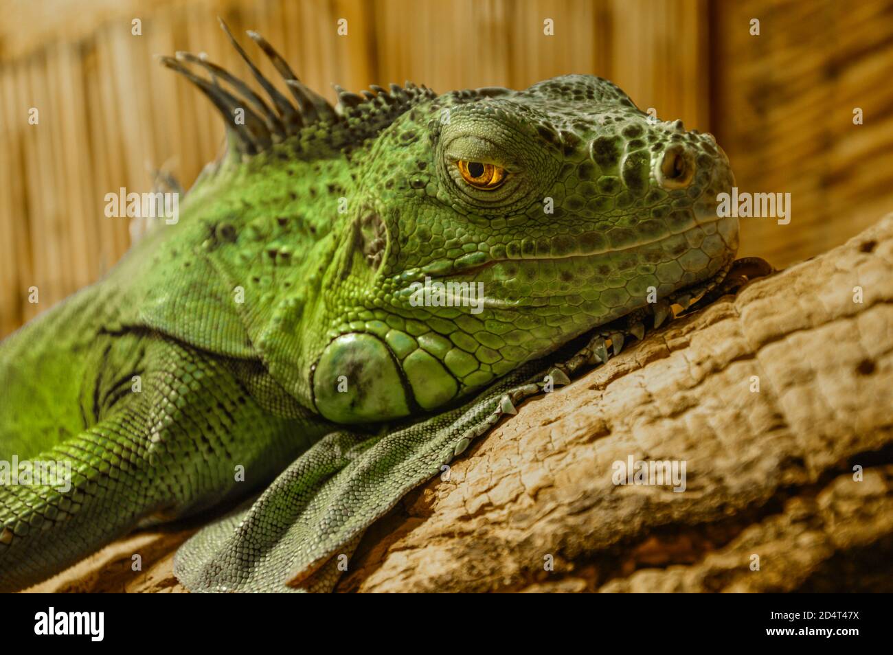 Guana island hi-res stock photography and images - Alamy