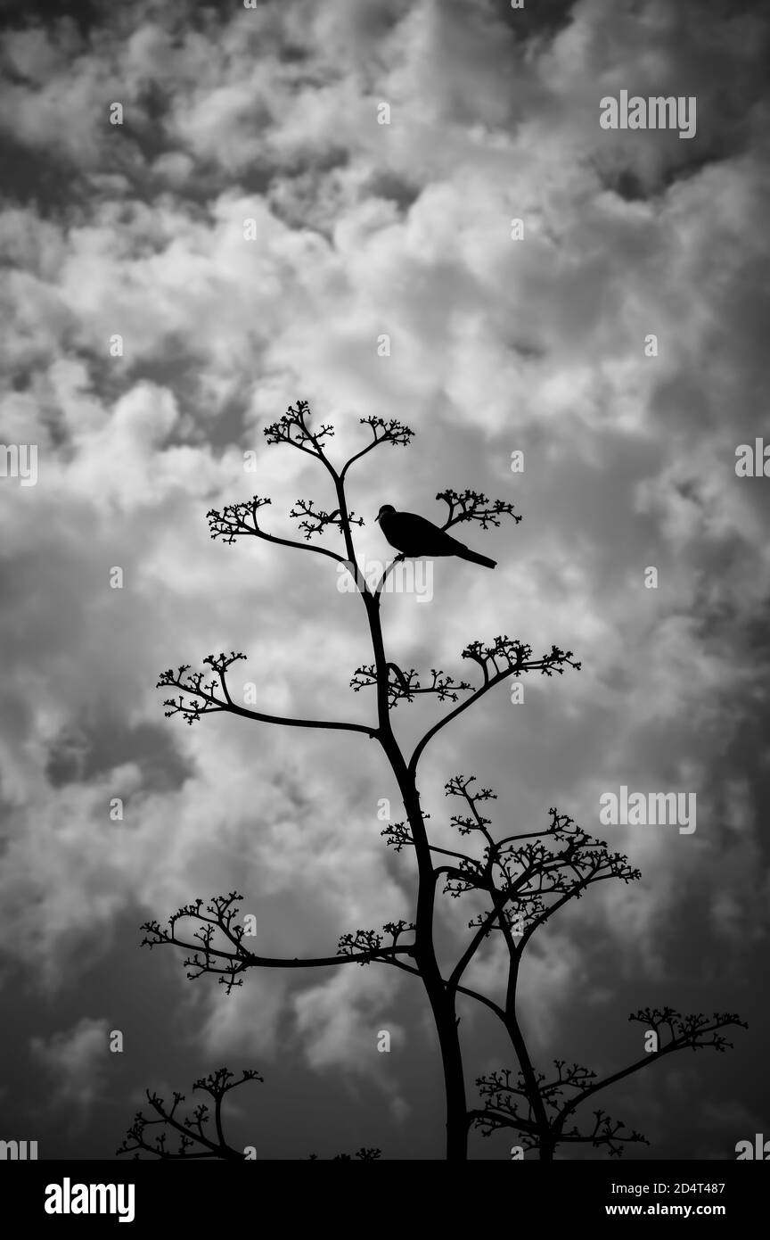 Dove tree leaves hi-res stock photography and images - Alamy