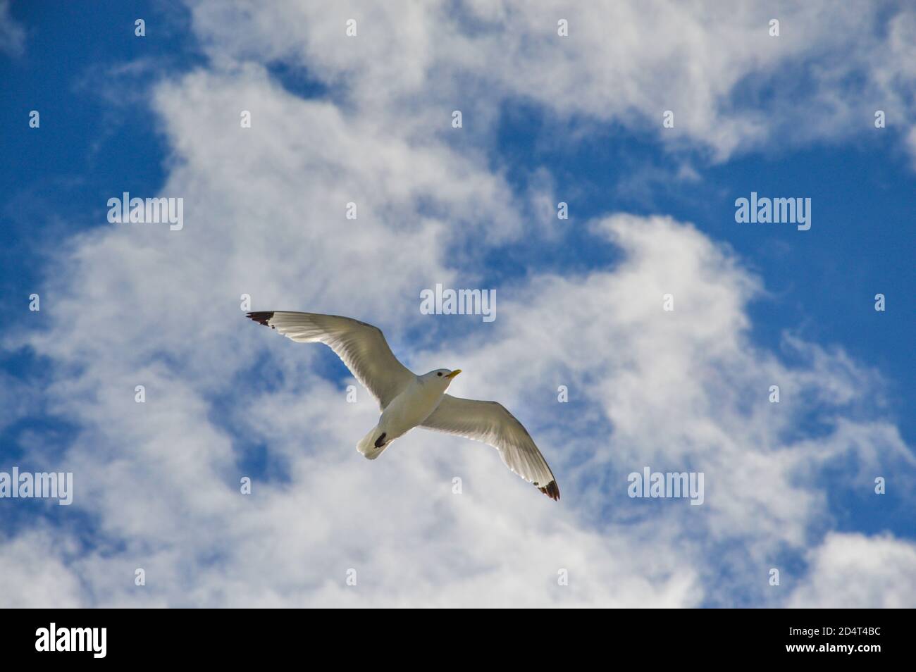 Seagull wings hi-res stock photography and images - Alamy