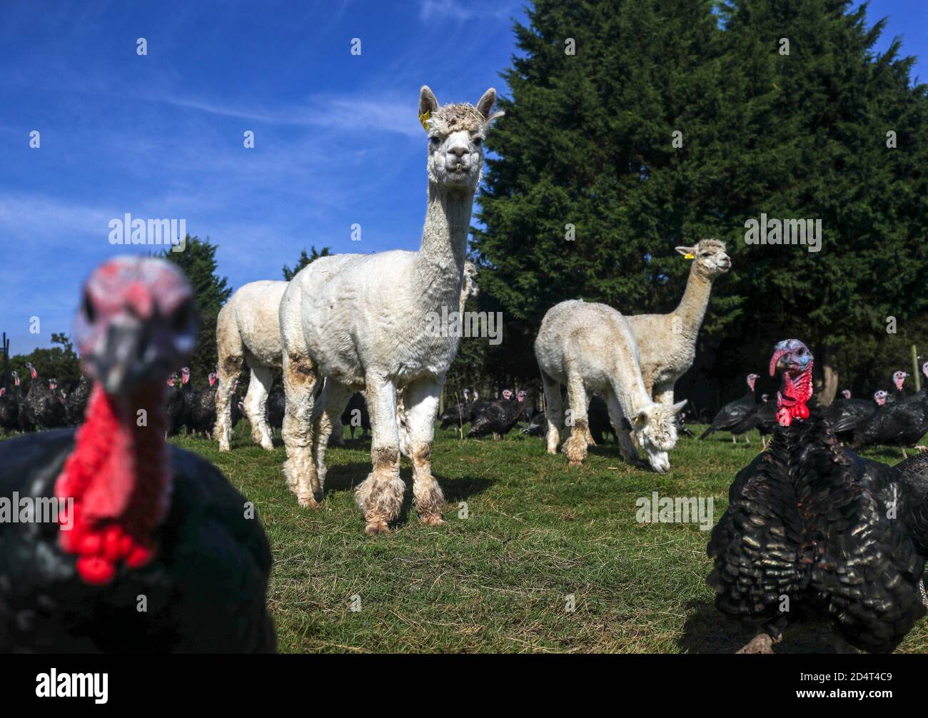 Alpacas copas traditional turkeys hi-res stock photography and images ...