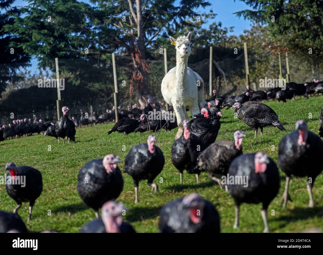 Alpacas Copas Traditional Turkeys High Resolution Stock Photography and ...