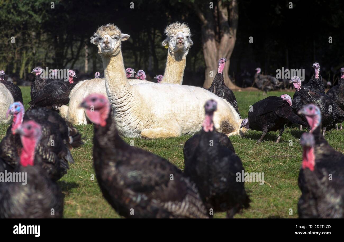 Alpacas lphli hi-res stock photography and images - Alamy