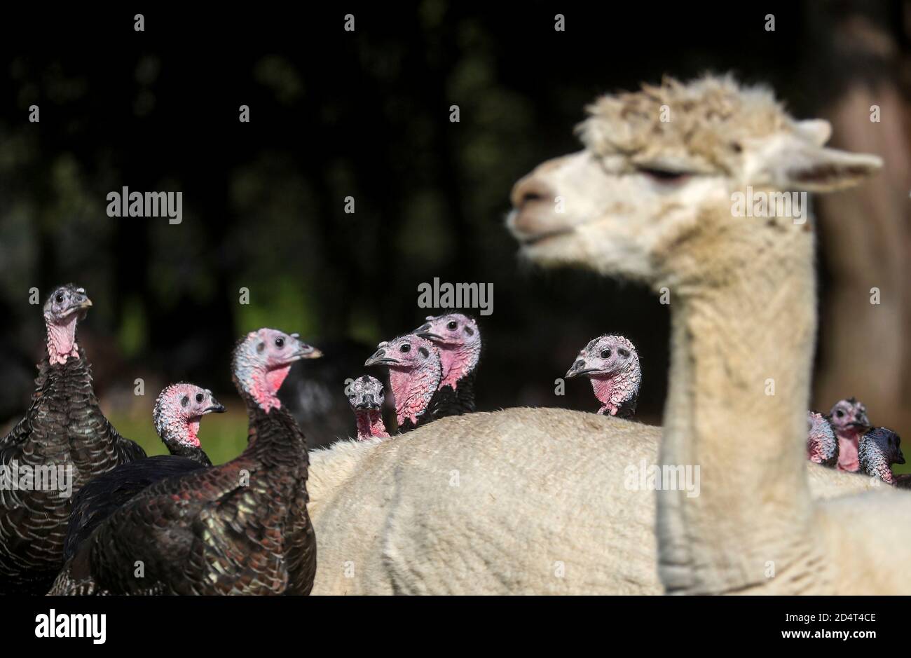 Turkeys are guarded from foxes by Alpacas at Copas Traditional Turkeys ...