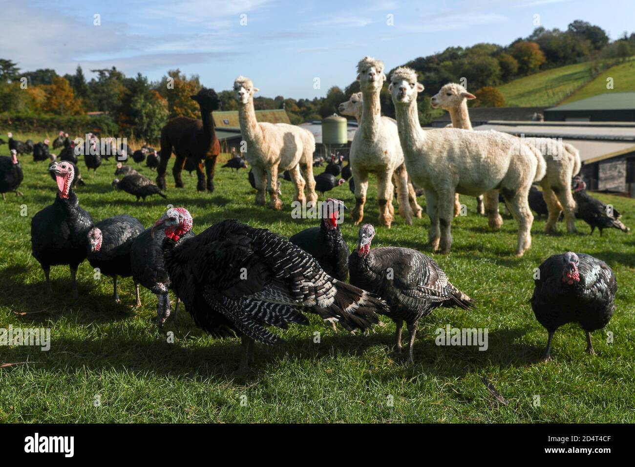 Turkeys are guarded from foxes by Alpacas at Copas Traditional Turkeys ...
