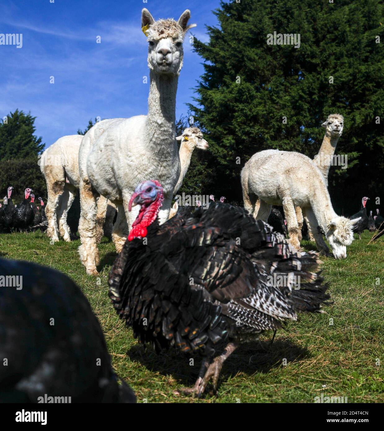Alpacas copas traditional turkeys hi-res stock photography and images ...