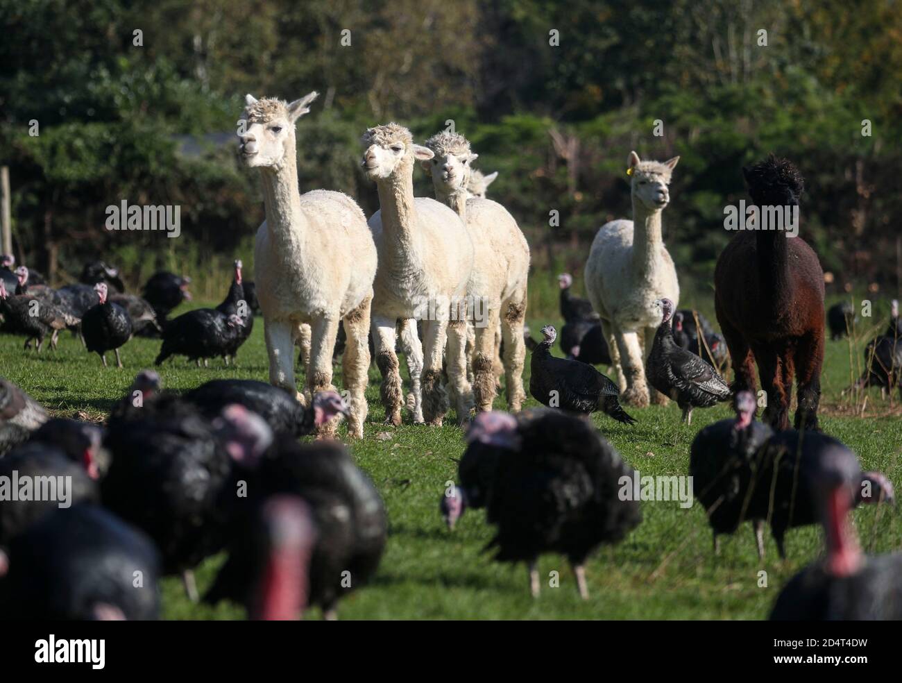 Alpacas copas traditional turkeys hi-res stock photography and images ...