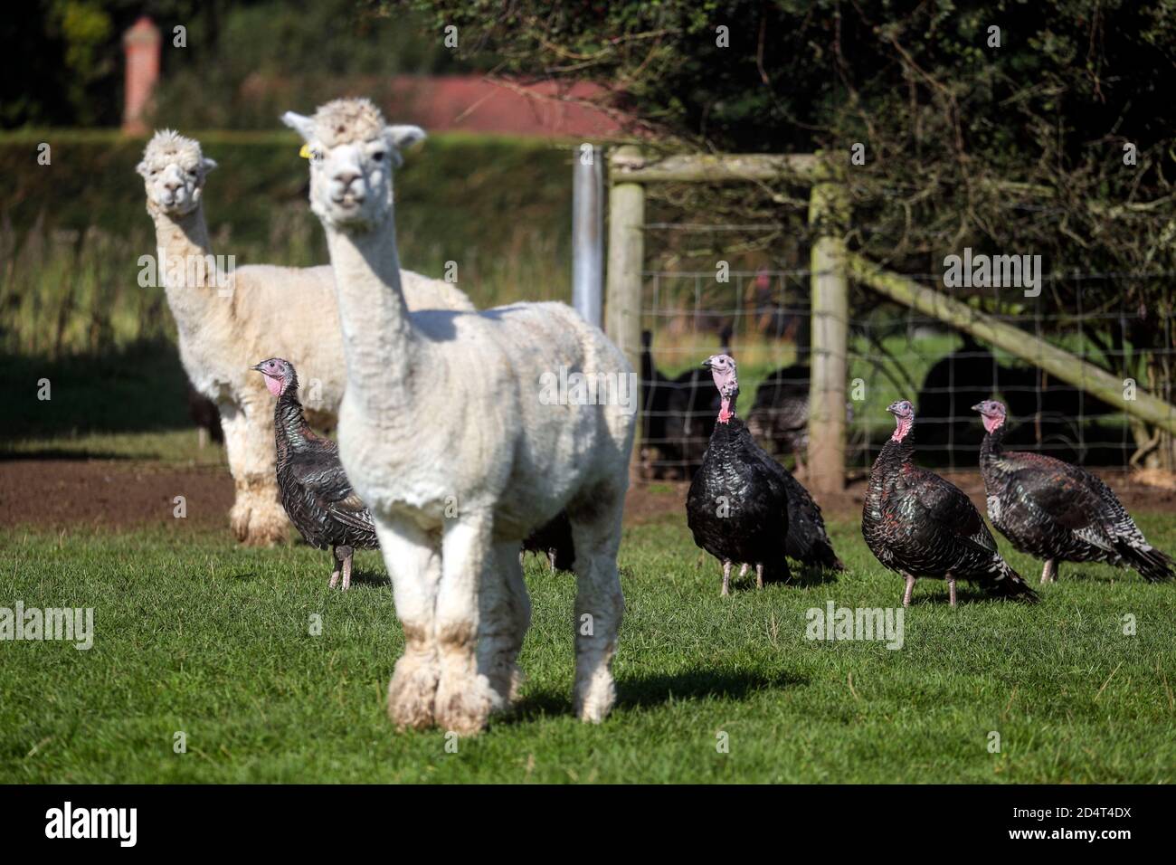 Alpacas copas traditional turkeys hi-res stock photography and images ...