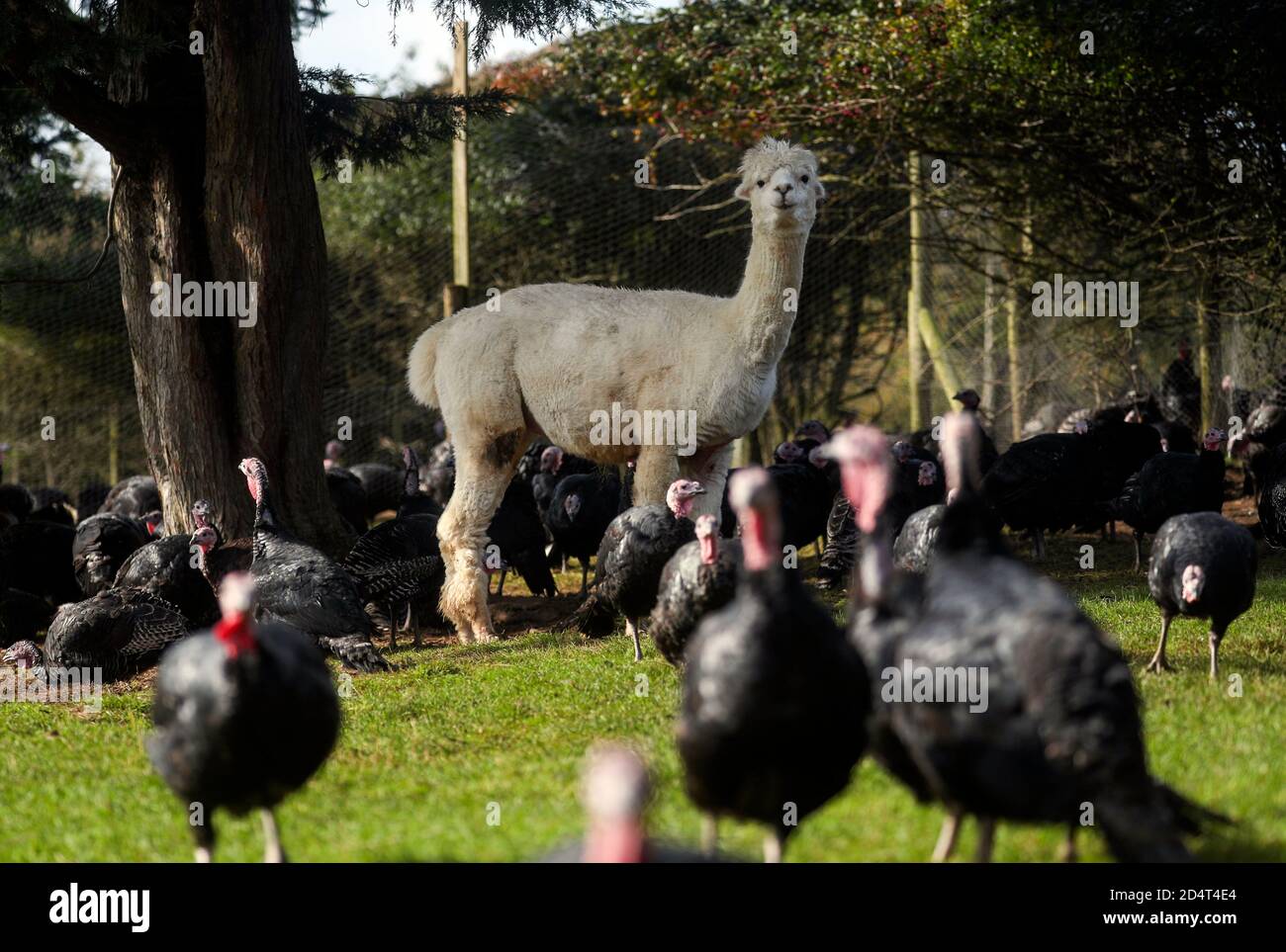 Turkeys are guarded from foxes by Alpacas at Copas Traditional Turkeys ...