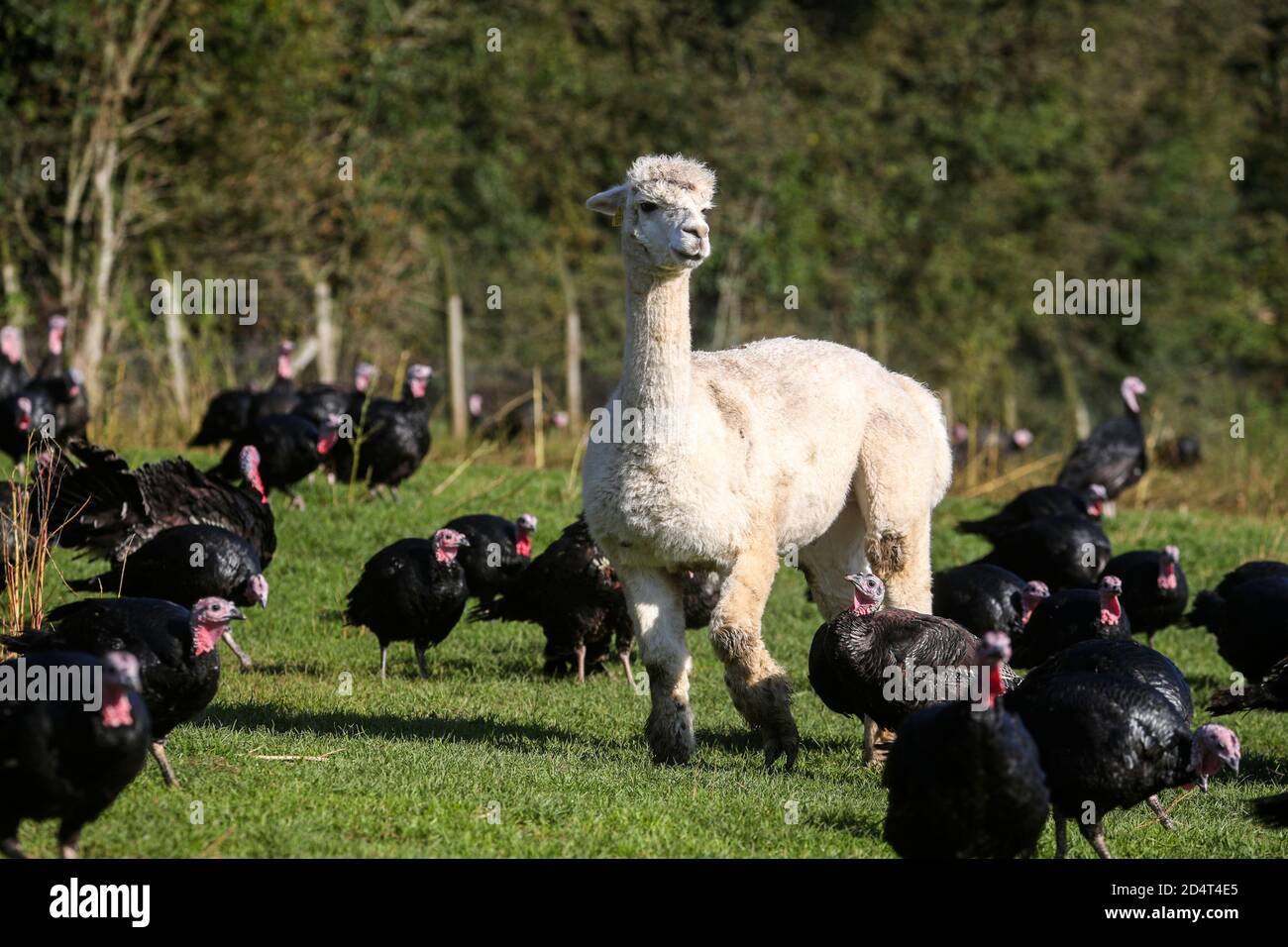 Turkeys are guarded from foxes by Alpacas at Copas Traditional Turkeys ...