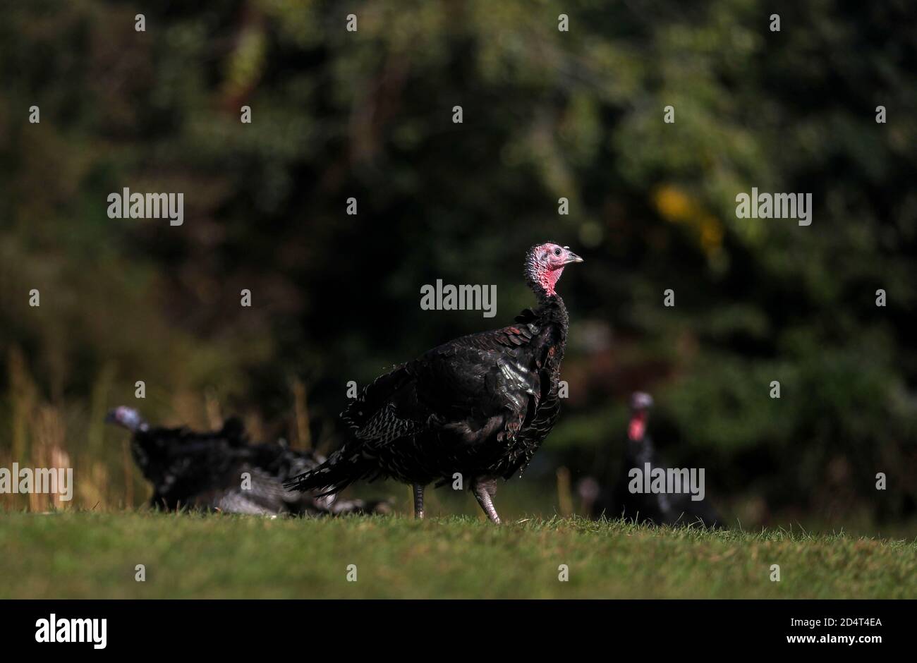 Turkeys are guarded from foxes by Alpacas at Copas Traditional Turkeys ...