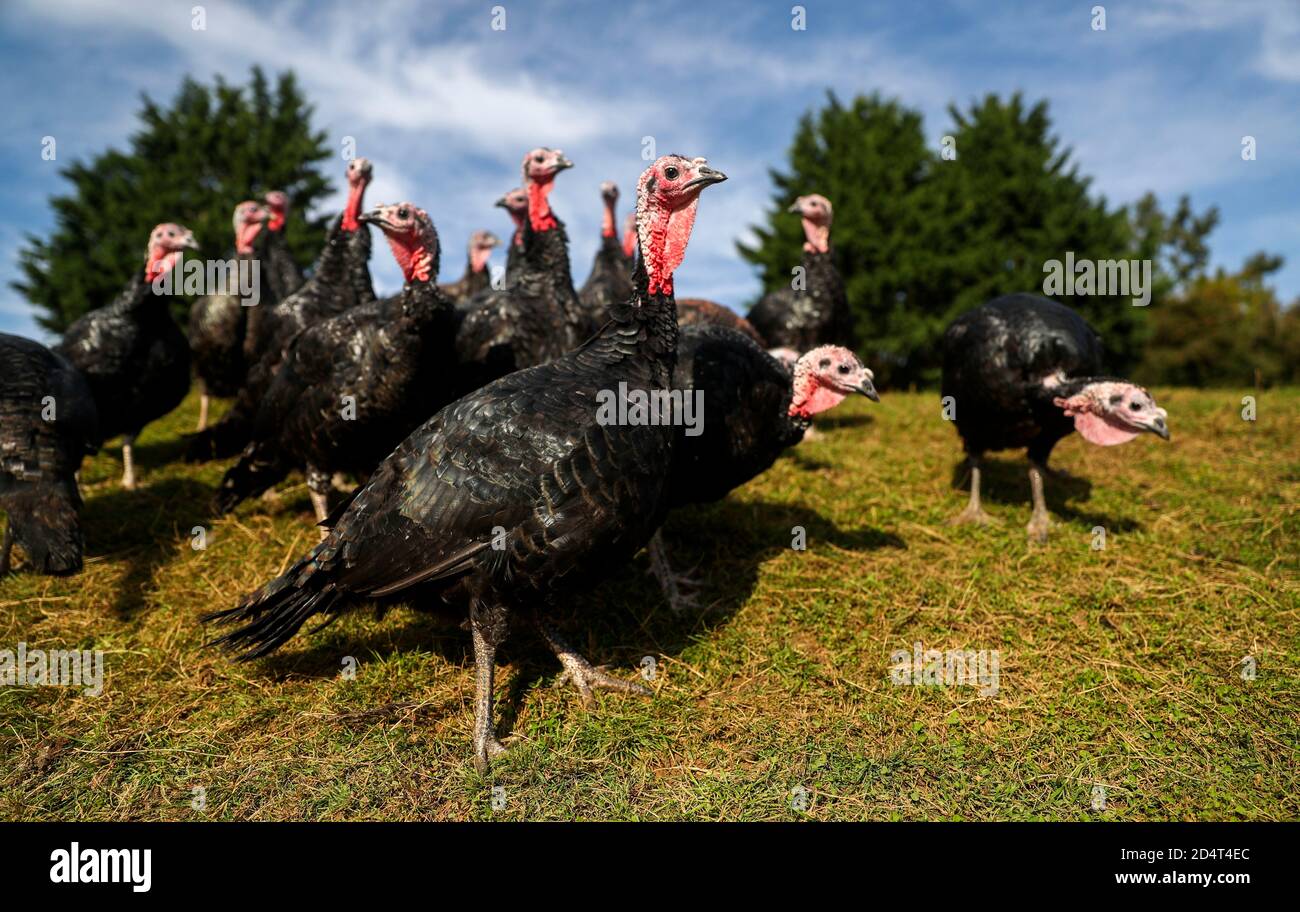 Turkeys are guarded from foxes by Alpacas at Copas Traditional Turkeys ...