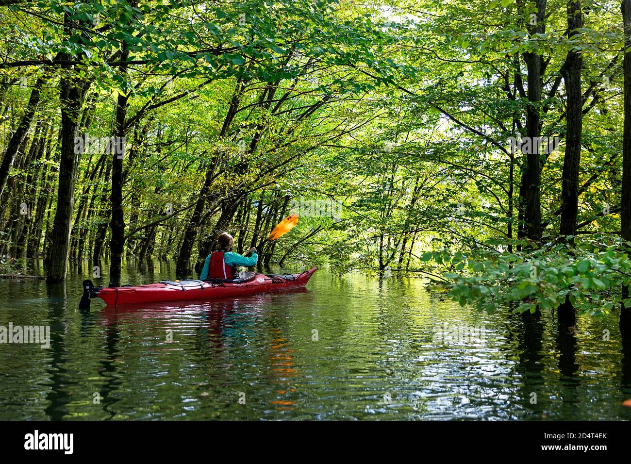 Tree canopy kayaking hi-res stock photography and images - Alamy