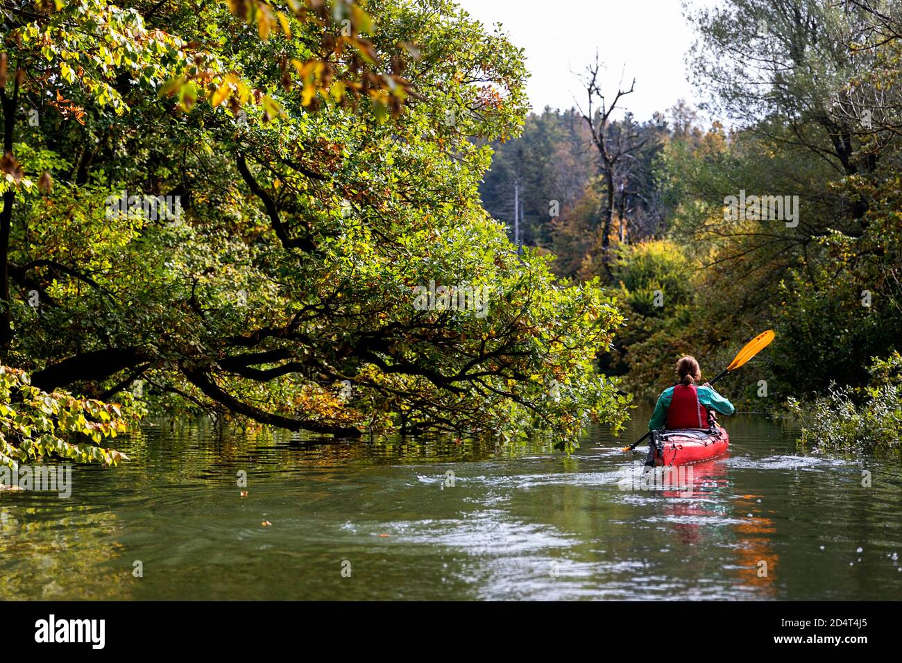 Woman kayaking in flooded forest at Rakov skocjan, Slovenia Stock Photo ...