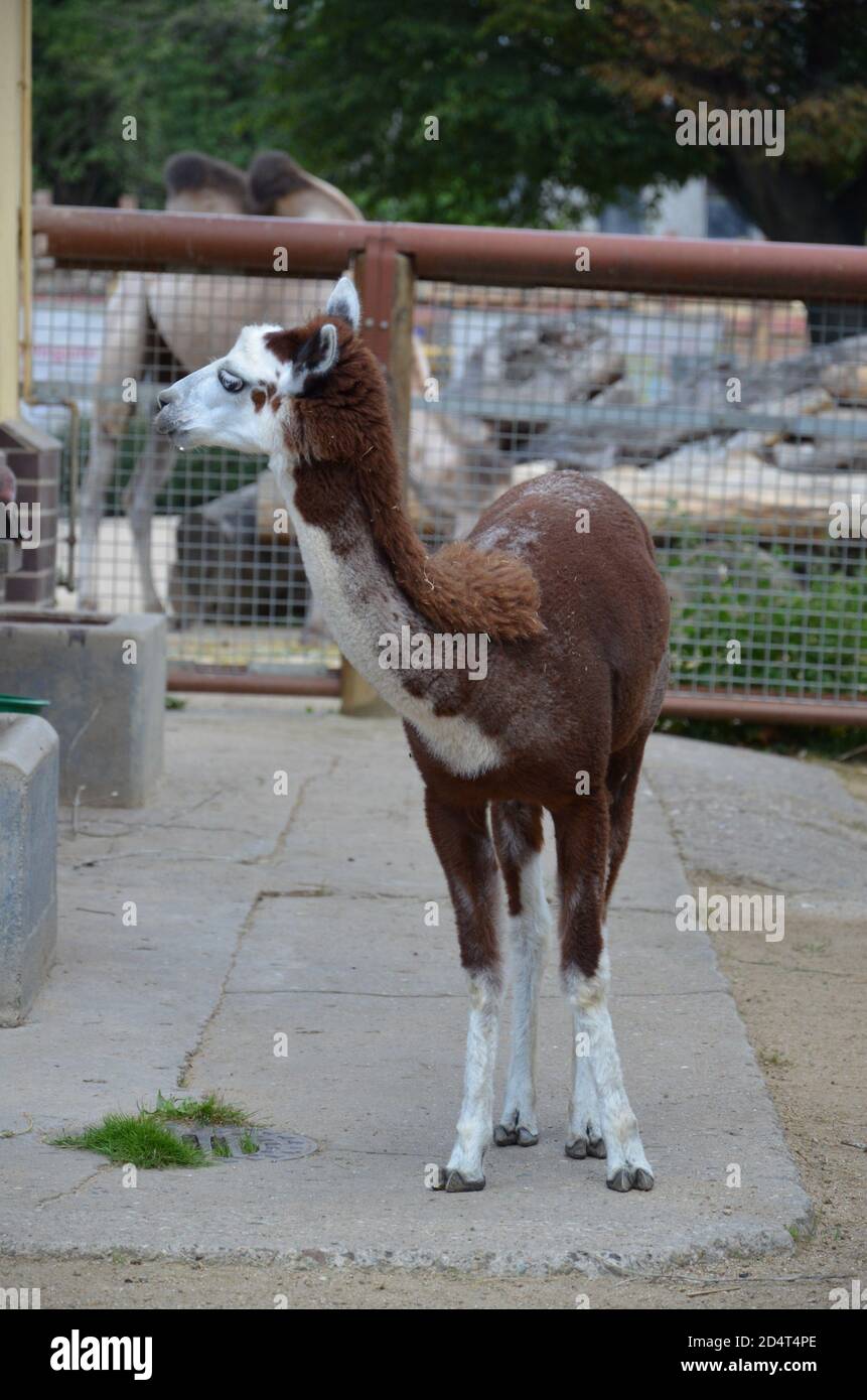 Llama lama in the Frankfurt zoo outdoors Stock Photo - Alamy