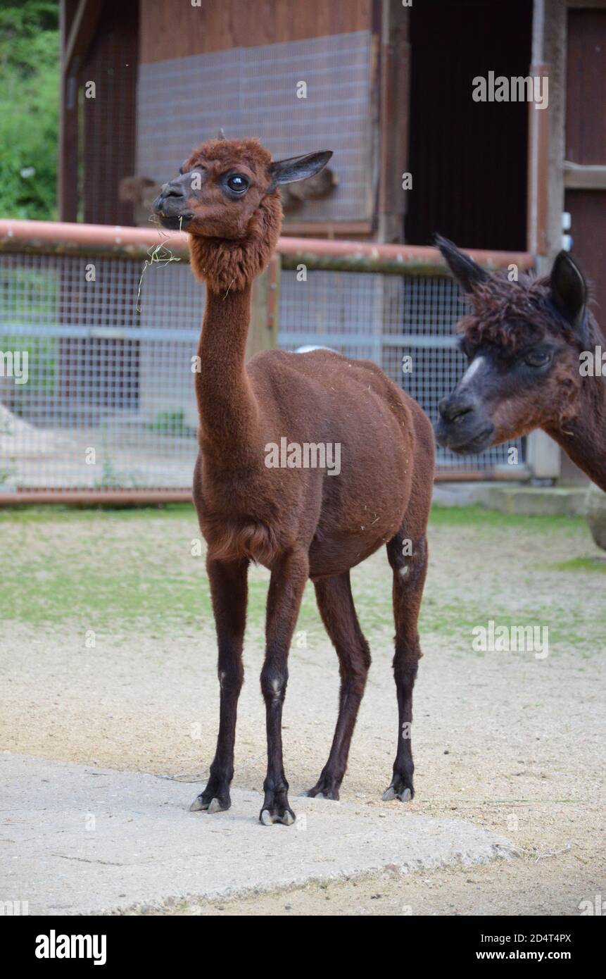 Llama lama in the Frankfurt zoo outdoors Stock Photo - Alamy