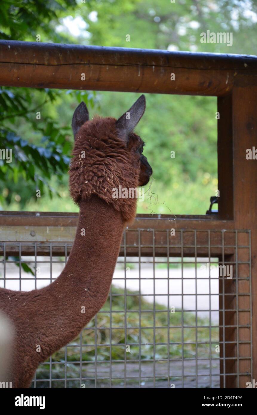 Llama lama in the Frankfurt zoo outdoors Stock Photo - Alamy