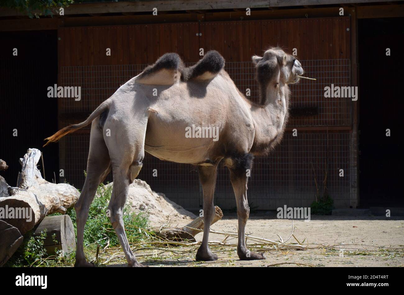 Side view of two humped camel standing in corral under sunlight at zoo ...