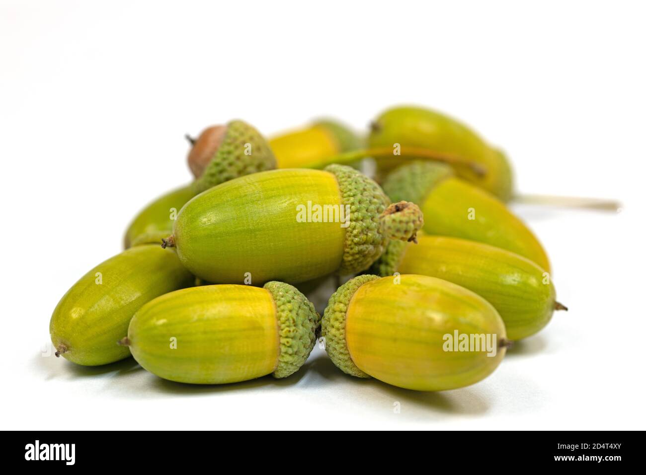 Fruits of the pedunculate oak, Quercus robur L., in autumn Stock Photo ...
